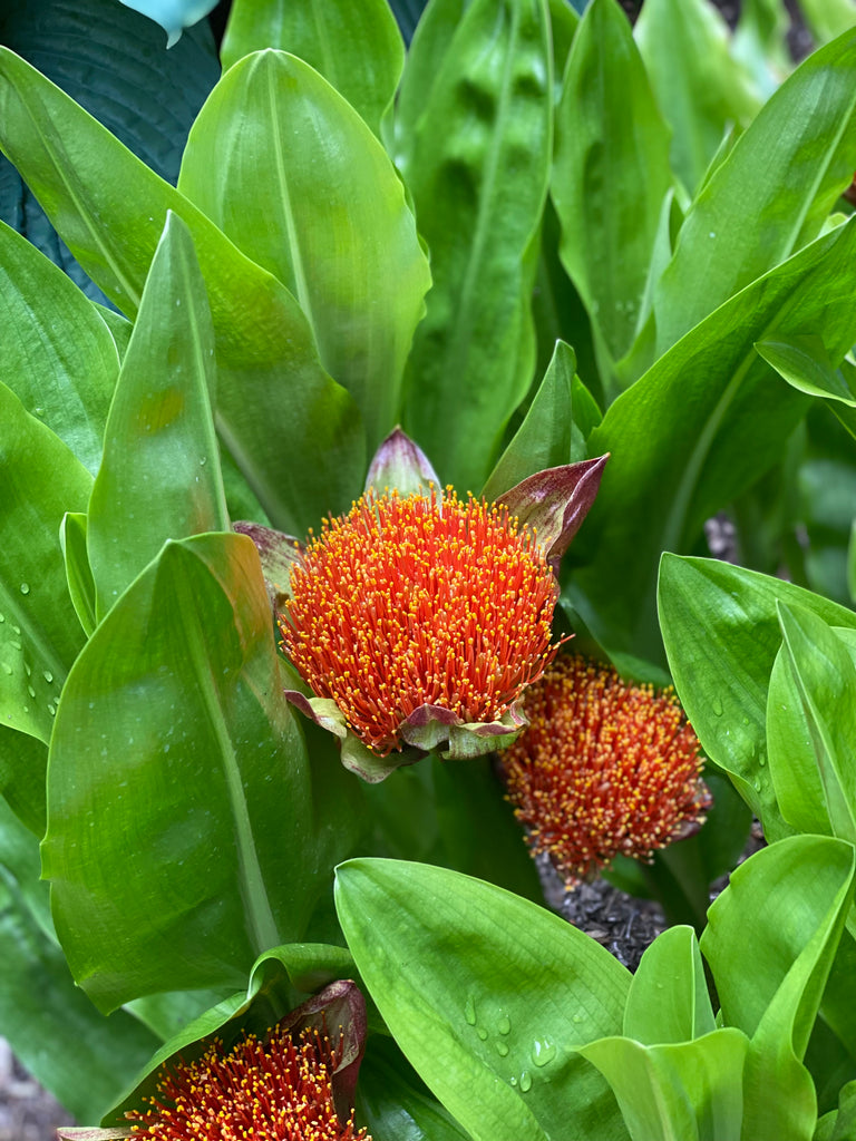 Scadoxus puniceus, Paintbrush Lily – Dancing Oaks Nursery and Gardens