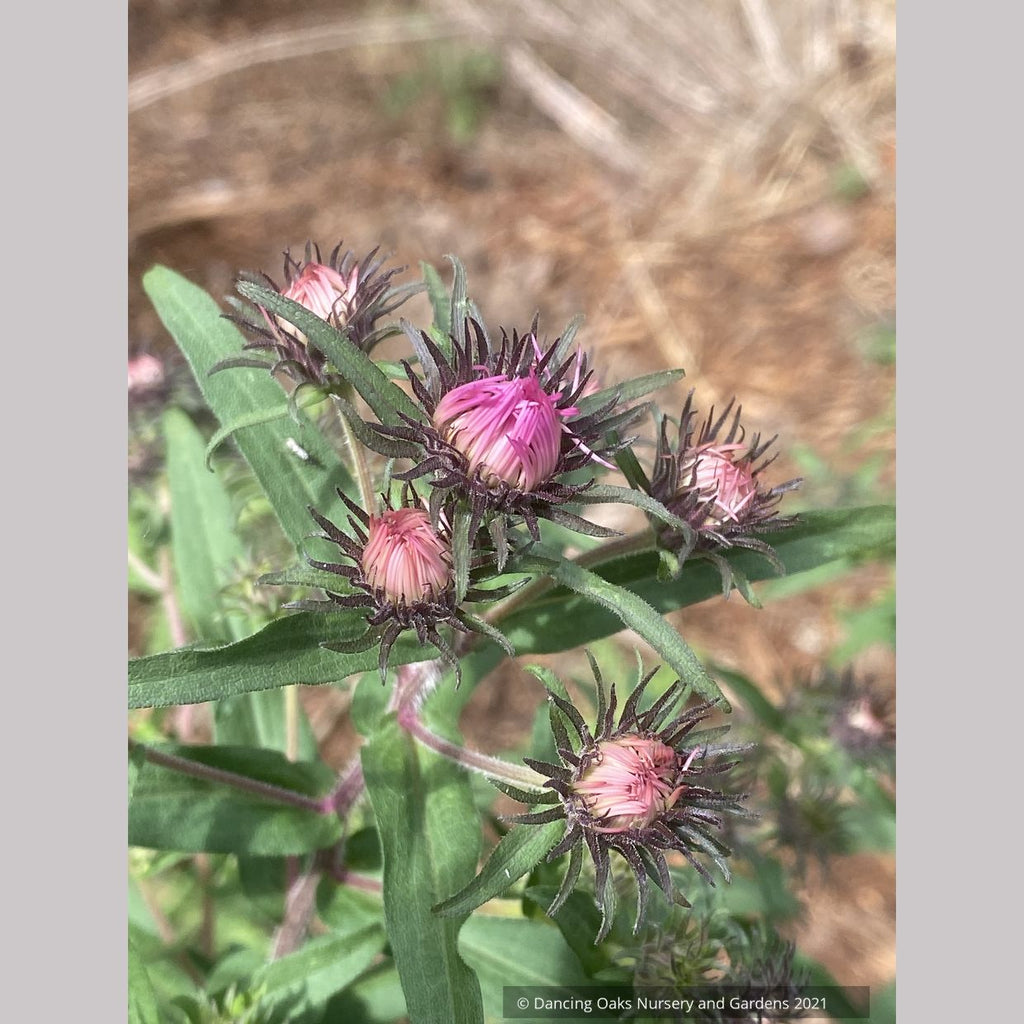 Symphyotrichum (syn. Aster) novae-angliae 'Betel Nut', New England Ast – Dancing Oaks Nursery ...