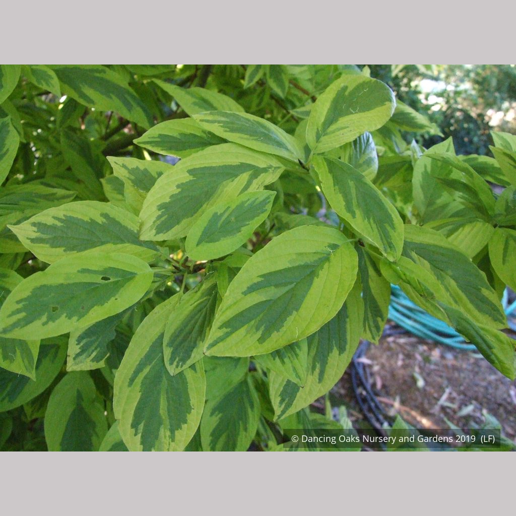 variegated cornus shrub
