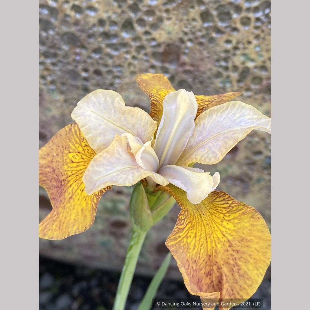 Iris siberica 'Peacock Butterfly™ Ginger Twist', Siberian Iris – Dancing Oaks Nursery and Gardens