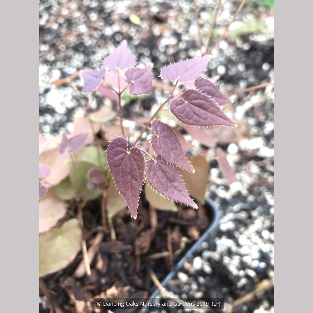 Epimedium grandiflorum 'Queen Esta', Barrenwort – Dancing Oaks Nursery and Gardens