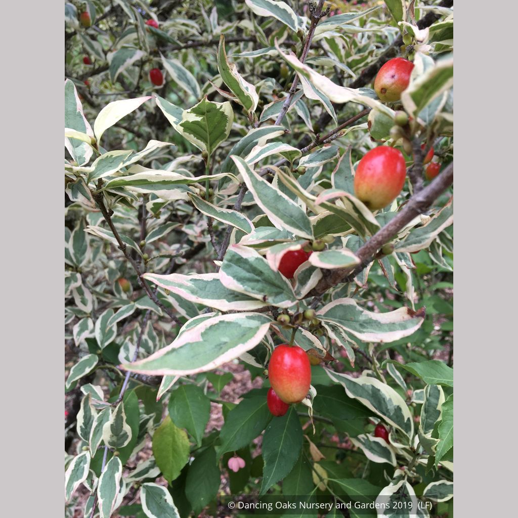 Cornus mas 'Variegata', Variegated Cornelian Cherry Dogwood, No shippi – Dancing Oaks Nursery ...