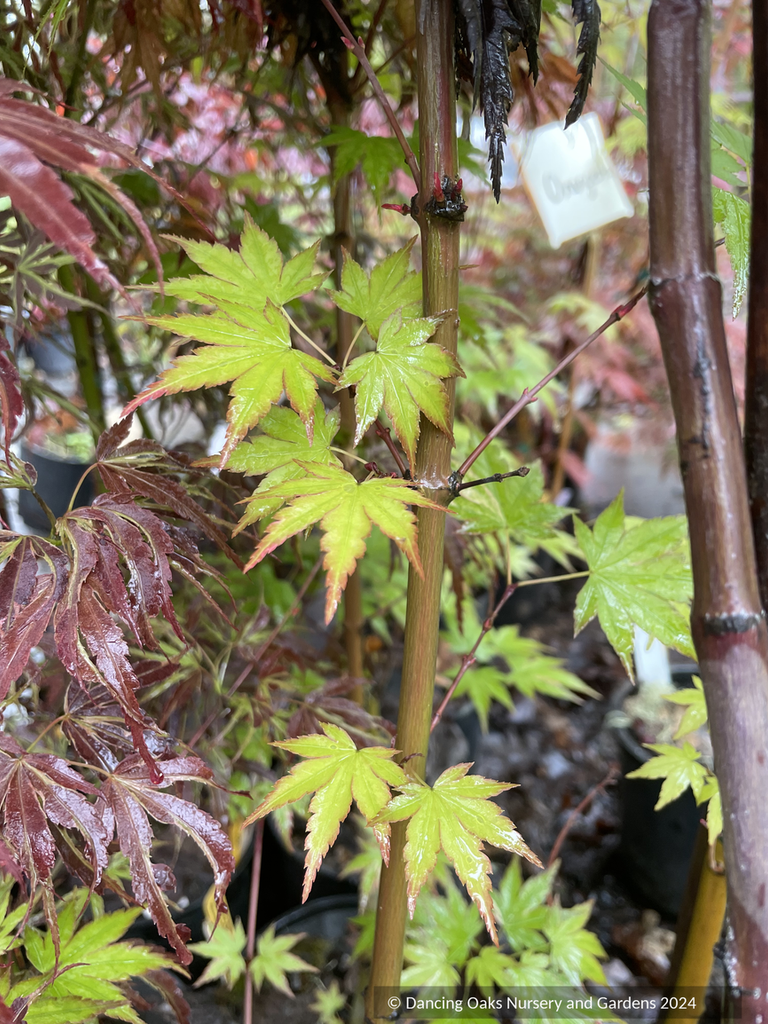 Acer palmatum 'Cosmos', Japanese Maple – Dancing Oaks Nursery and Gardens
