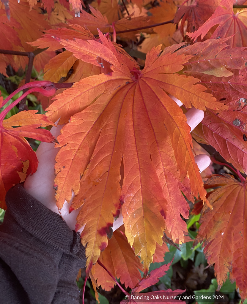 Acer japonicum 'Yama Kagi', Japanese Maple – Dancing Oaks Nursery and ...