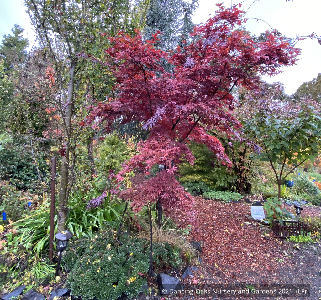 Acer palmatum 'Amagi shigure', Dwarf Japanese Maple – Dancing Oaks ...