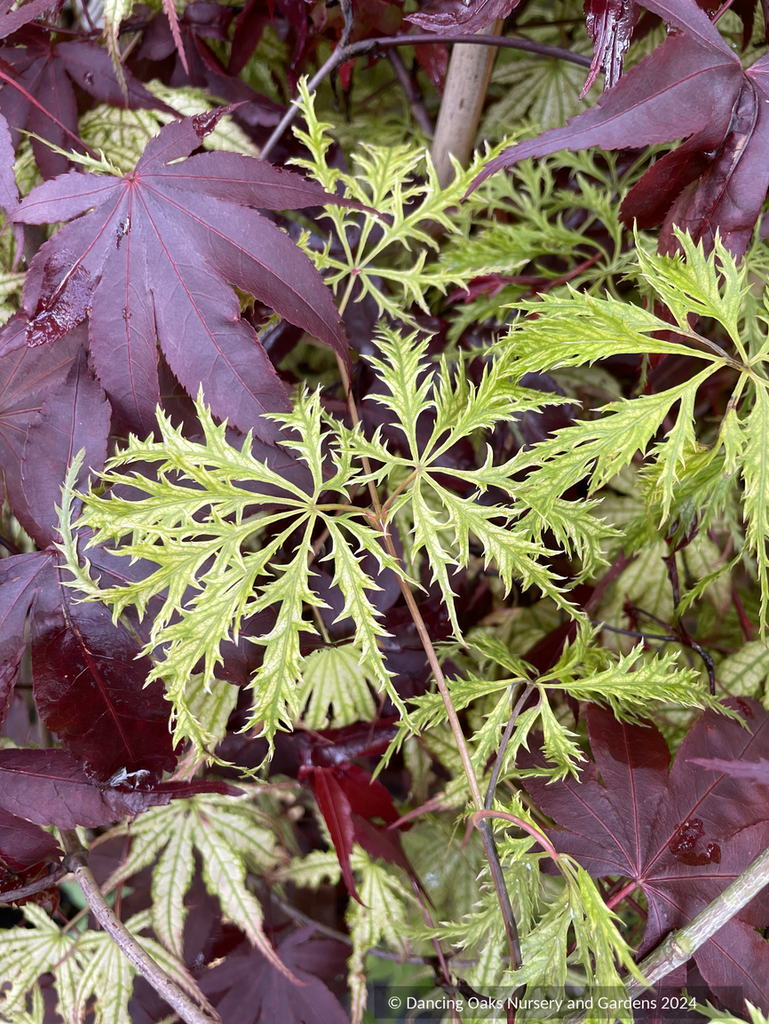 Acer palmatum 'Green Filigree', Japanese Maple – Dancing Oaks Nursery ...