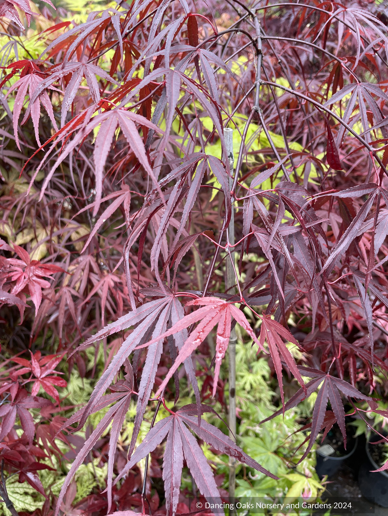 Acer palmatum 'Pung Kil', Japanese Maple – Dancing Oaks Nursery and Gardens