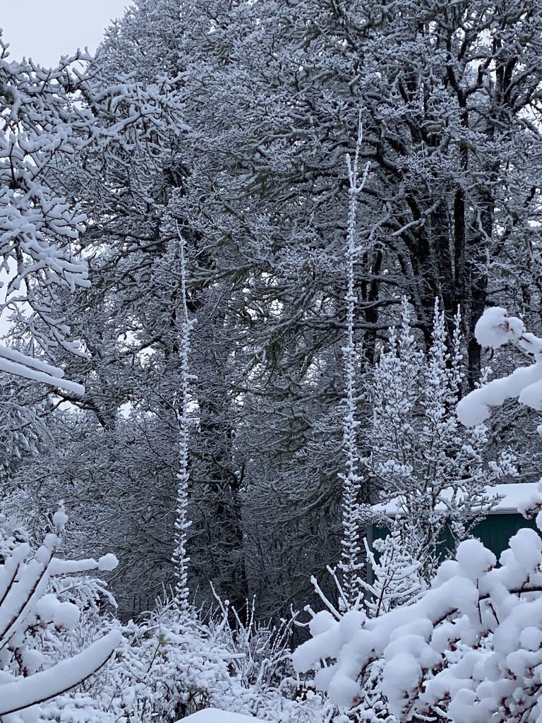 Acer saccharum 'Monumentale', Columnar Sugar Maple – Dancing Oaks ...