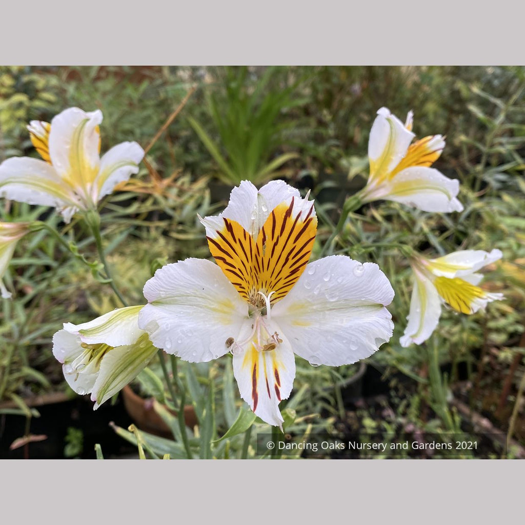 Alstroemeria 'Apollo', Peruvian Lily – Dancing Oaks Nursery and Gardens
