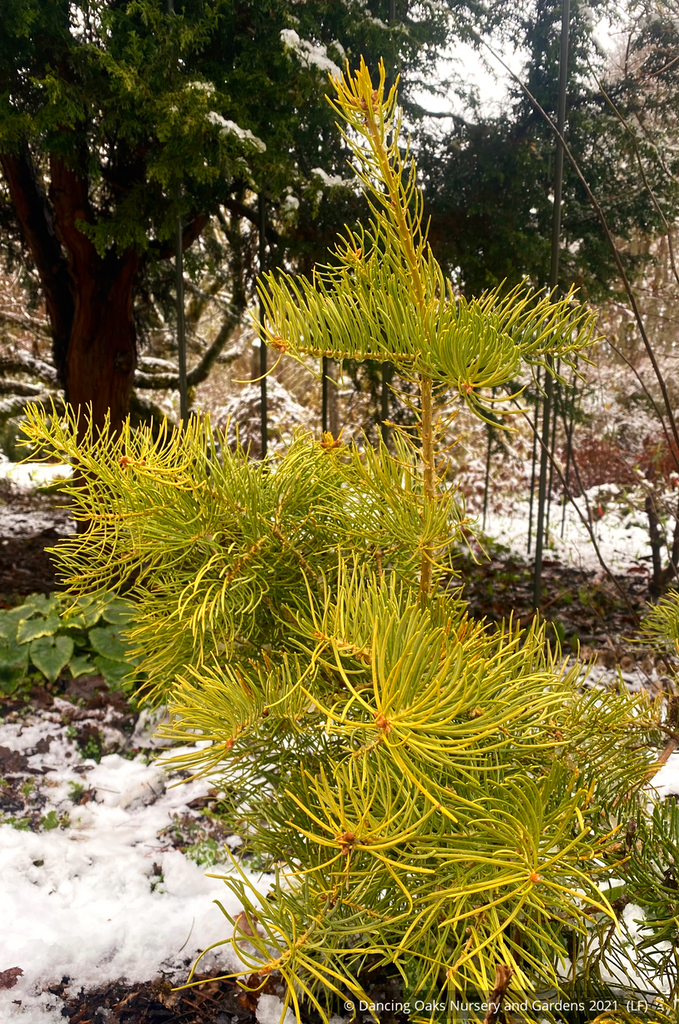 Abies concolor 'Winter Gold', Winter Gold White Fir – Dancing Oaks ...