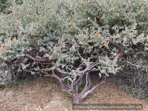 Arctostaphylos pajaroensis 'Lester Rowntree', Manzanita – Dancing Oaks ...