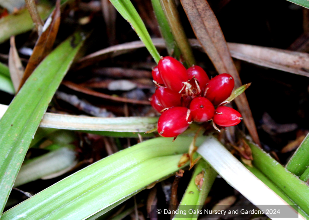 Astelia alpina, Pineapple Grass – Dancing Oaks Nursery and Gardens