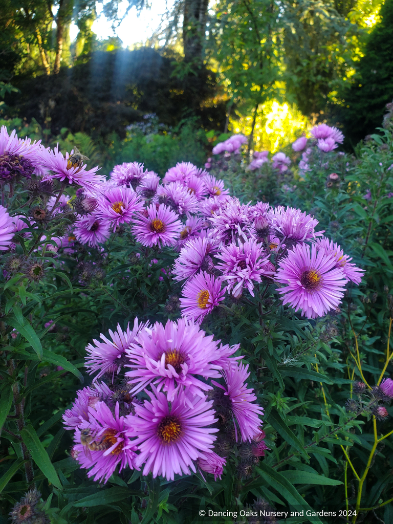 Symphyotrichum (syn. Aster) novae-angliae 'Betel Nut', New England Ast ...