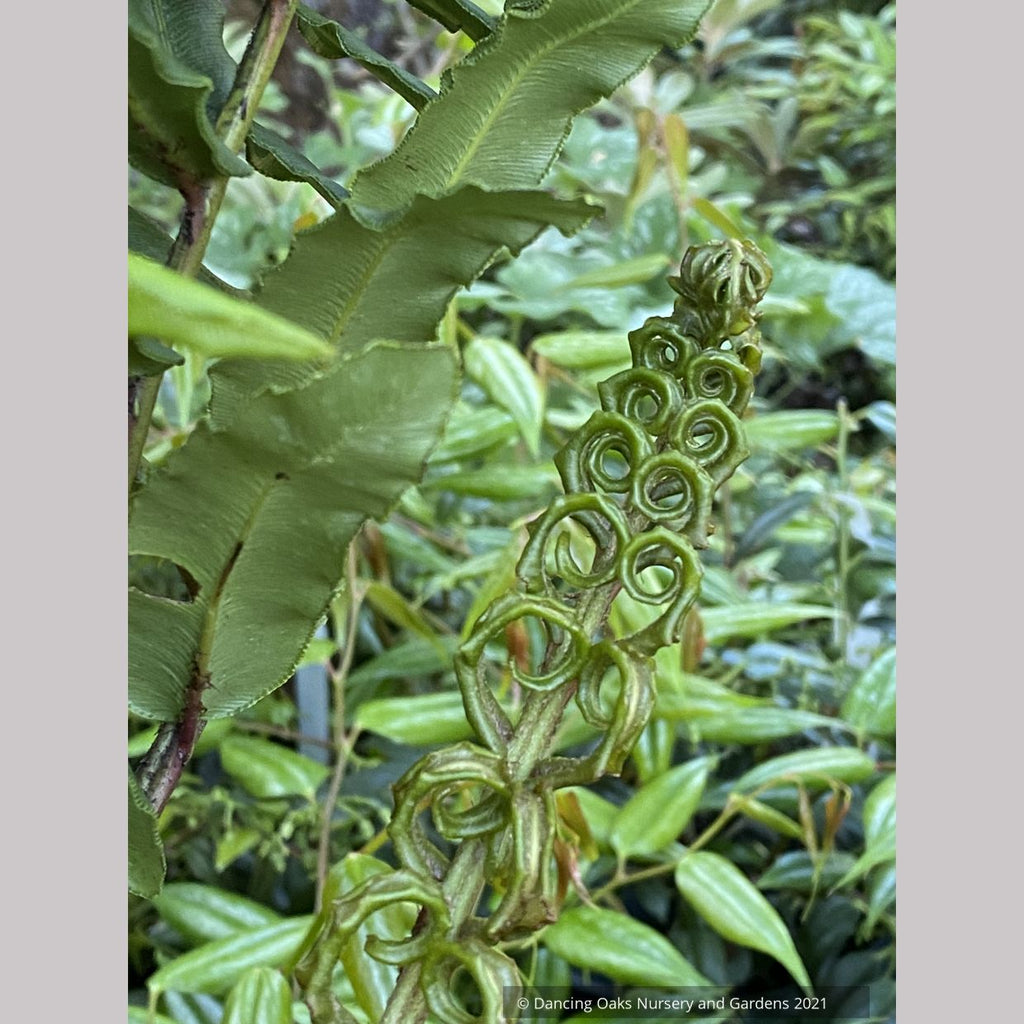 Blechnum chilense, Chilean Hard Fern – Dancing Oaks Nursery and Gardens