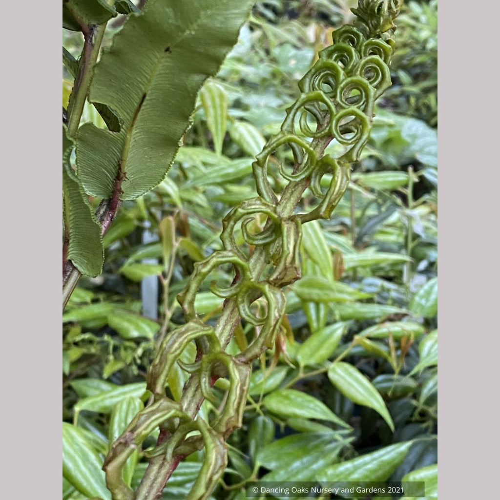 Blechnum chilense, Chilean Hard Fern – Dancing Oaks Nursery and Gardens