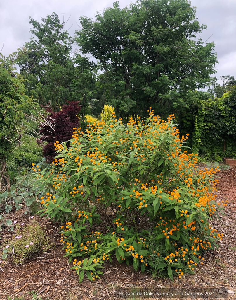 Buddleia globosa, Chilean Orange Ball Tree – Dancing Oaks Nursery and ...