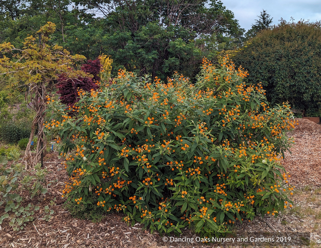 Buddleia globosa, Chilean Orange Ball Tree – Dancing Oaks Nursery and ...