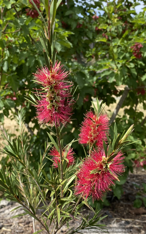 red brush tree