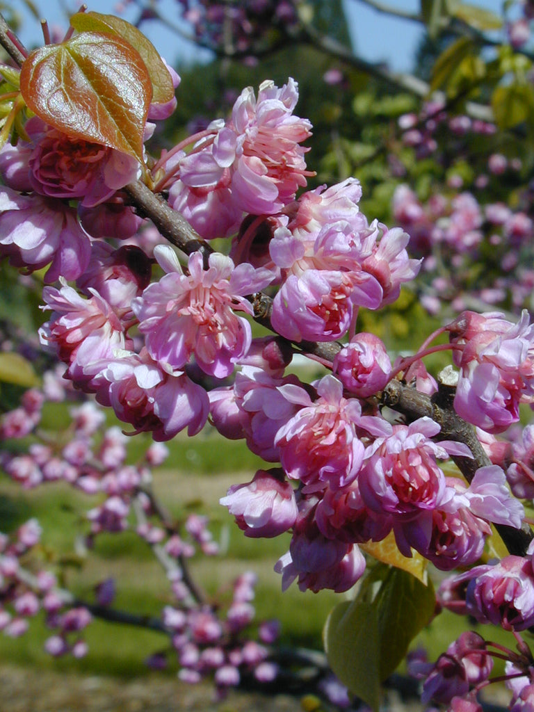 Cercis canadensis Flame Thrower™ NC2016-2, Eastern Redbud – Dancing ...
