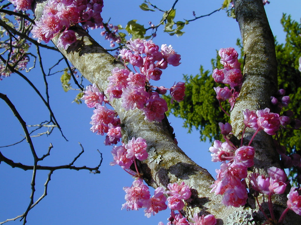 Cercis canadensis Flame Thrower™ NC2016-2, Eastern Redbud – Dancing ...