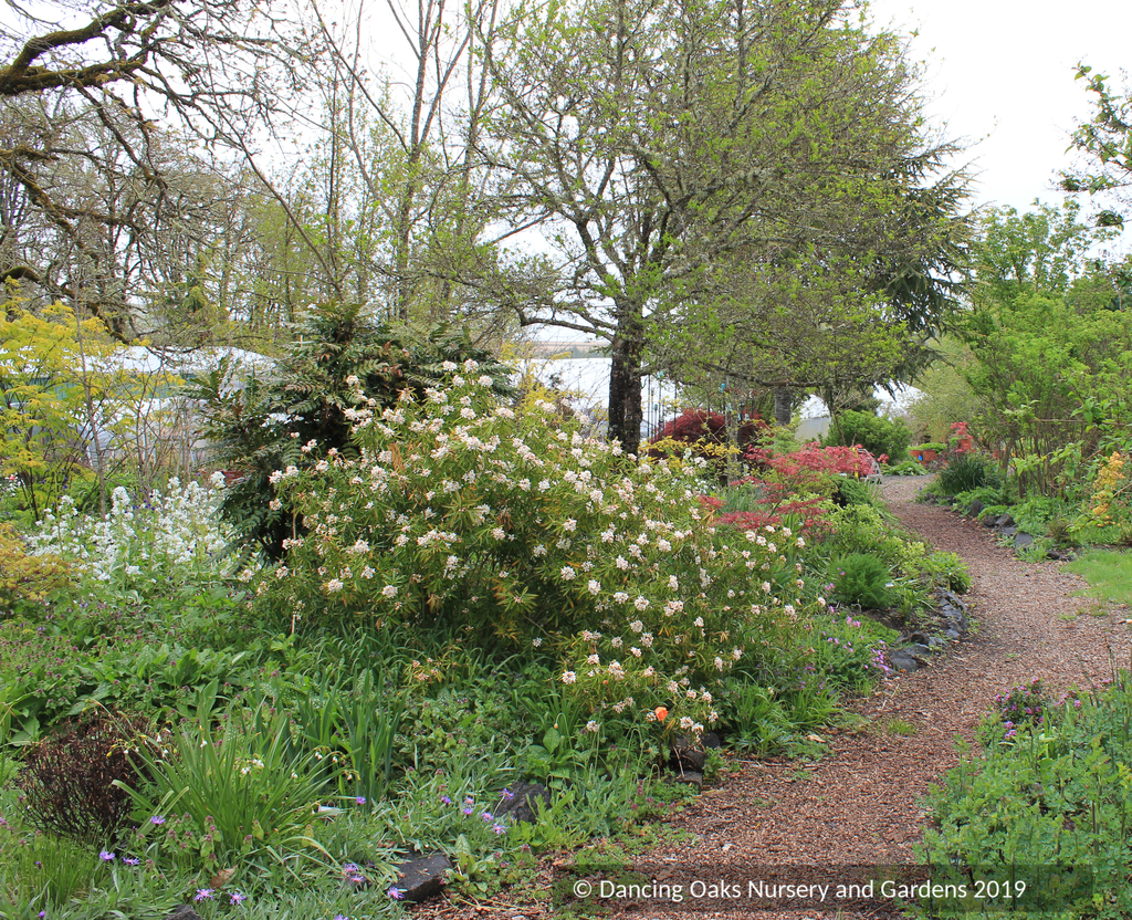 Choisya 'Aztec Pearl', Mexican Orange – Dancing Oaks Nursery and Gardens