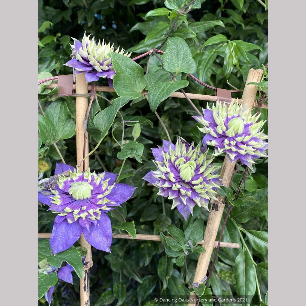 Clematis 'Taiga', Large-Flowered Clematis – Dancing Oaks Nursery and ...
