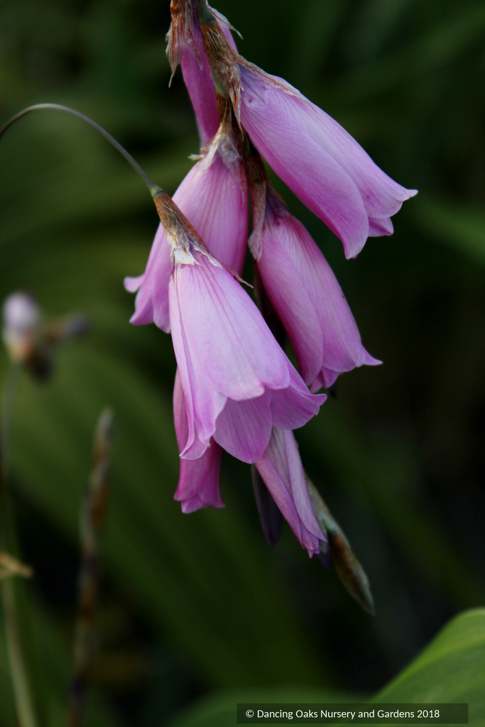 Dierama pulcherrimum, Angel's Fishing Rod – Dancing Oaks Nursery and ...