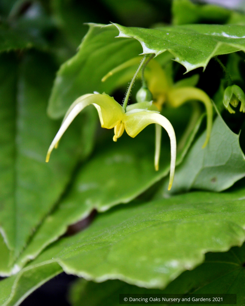 Epimedium sp. nov. 'Simple Beauty', Barrenwort – Dancing Oaks Nursery ...
