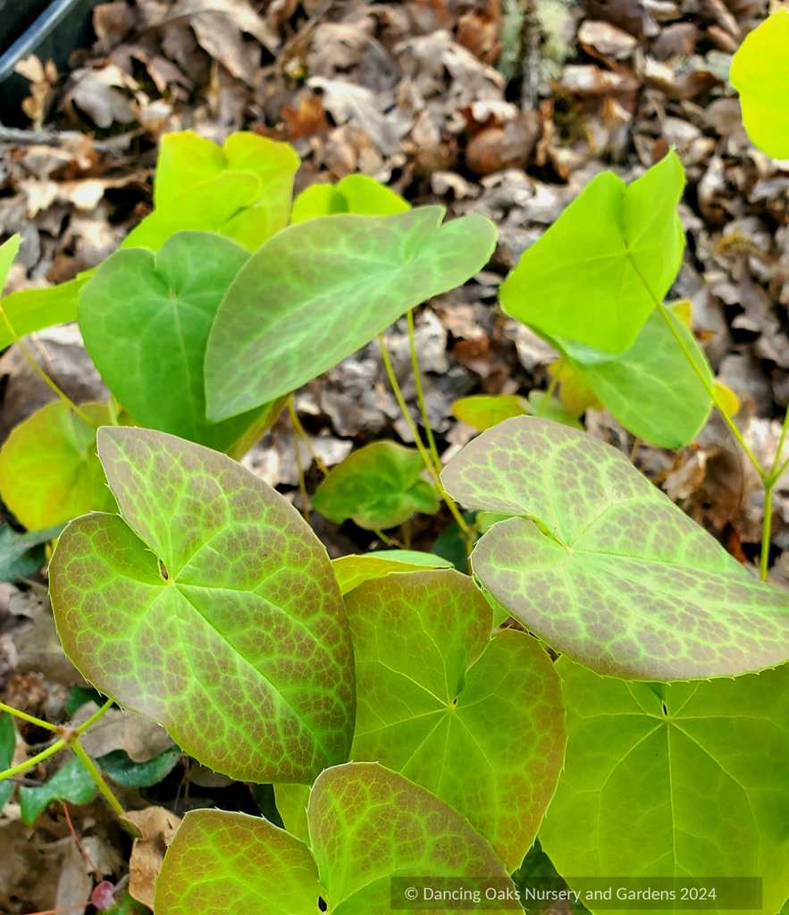 Epimedium pinnatum ssp. colchicum 'Thunderbolt', Barrenwort – Dancing ...