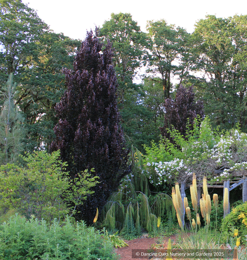 Fagus sylvatica 'Red Obelisk', European Beech – Dancing Oaks Nursery ...