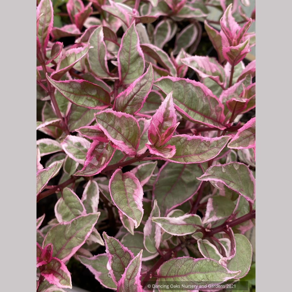 Fuchsia 'Island Sunset', Hardy Fuchsia – Dancing Oaks Nursery and Gardens