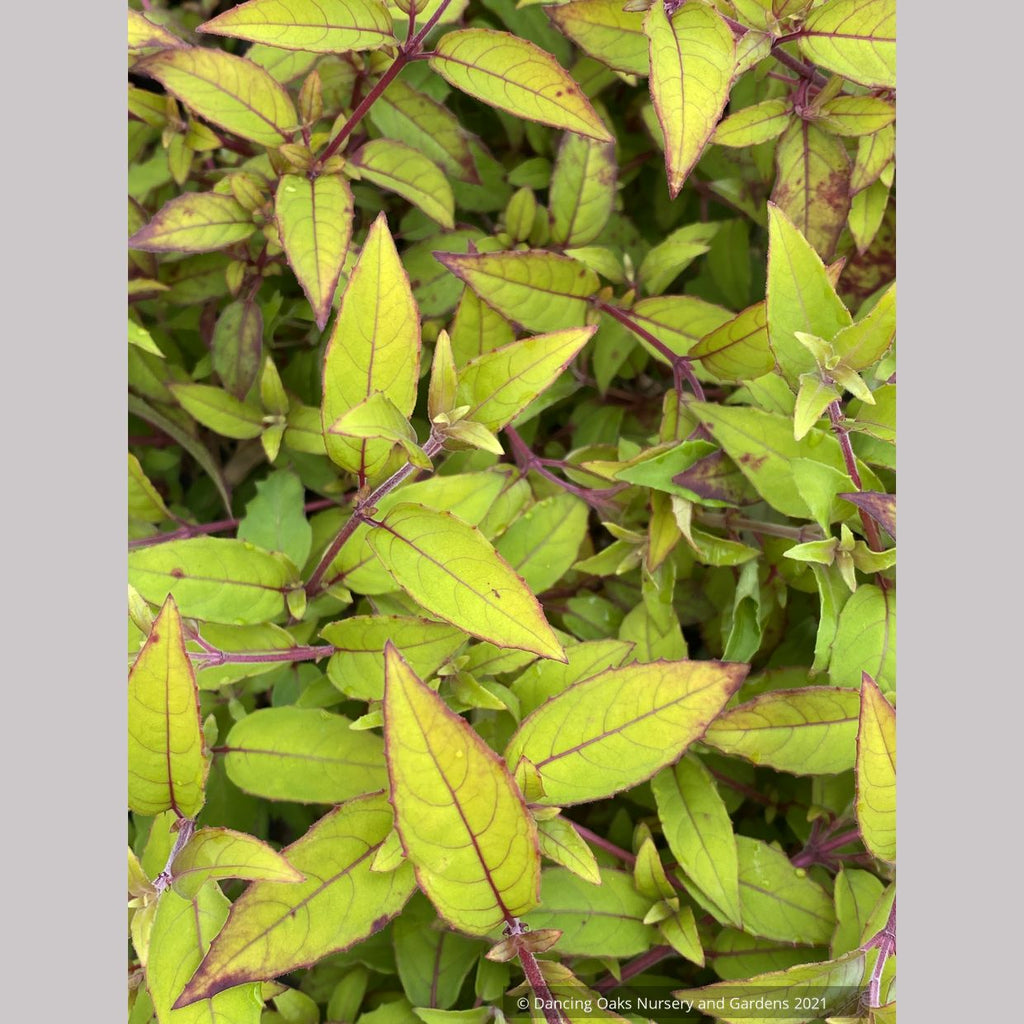 Fuchsia magellanica 'Aurea', Golden-leaved Hardy Fuchsia – Dancing Oaks ...