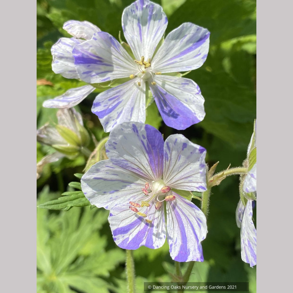 Geranium pratense 'Striatum', Hardy Geranium – Dancing Oaks Nursery and ...