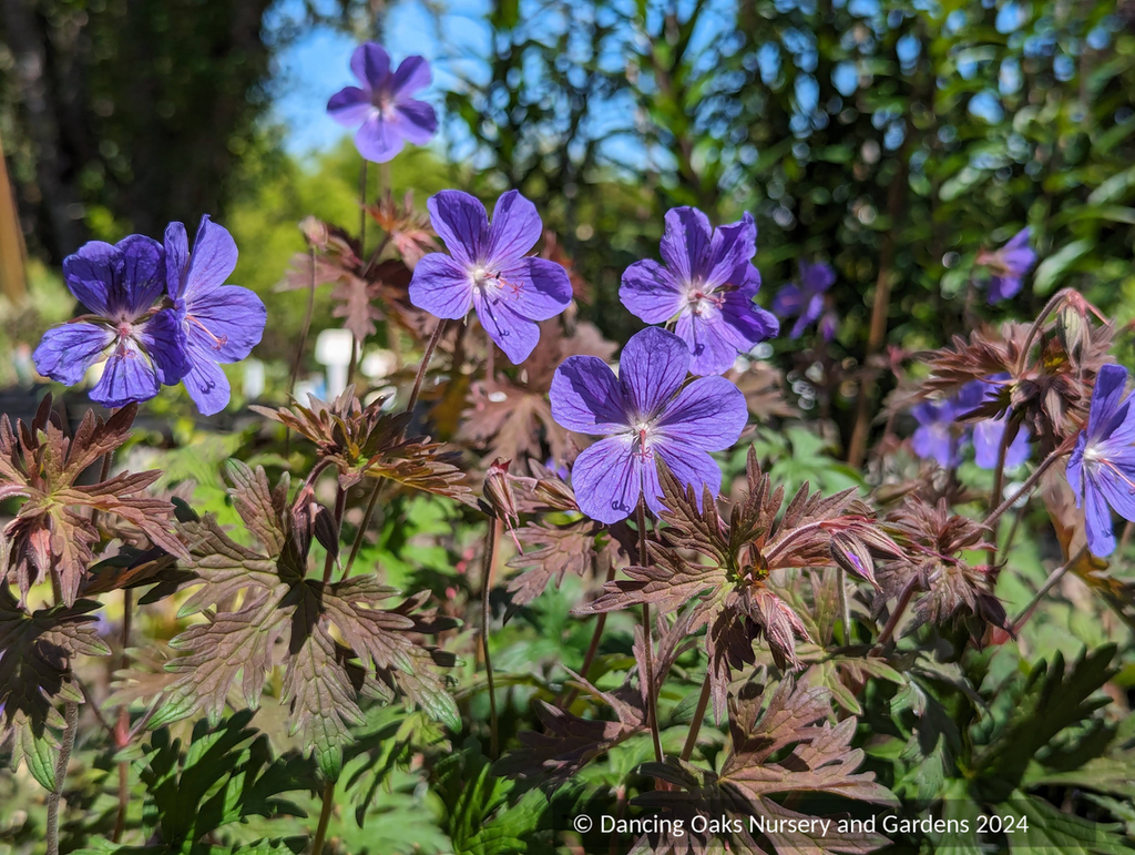 Geranium himalayense 'Kaya', Hardy Geranium – Dancing Oaks Nursery and ...