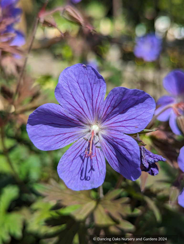 Geranium himalayense 'Kaya', Hardy Geranium – Dancing Oaks Nursery and ...