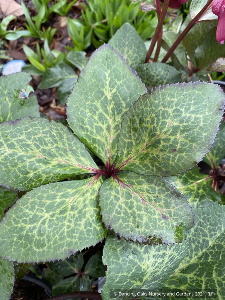 Helleborus x iburgensis Frostkiss® 'Anna's Red' PP 24720, Lenten Rose ...
