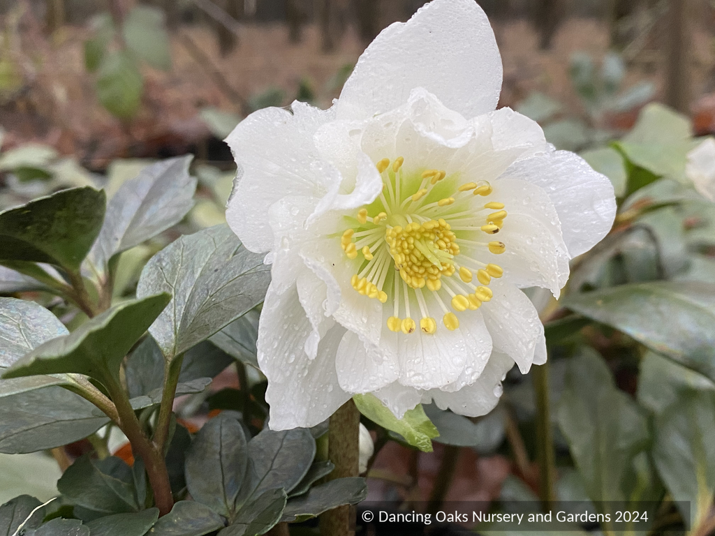 Helleborus niger ‘Snowbells', Christmas Rose – Dancing Oaks Nursery and ...