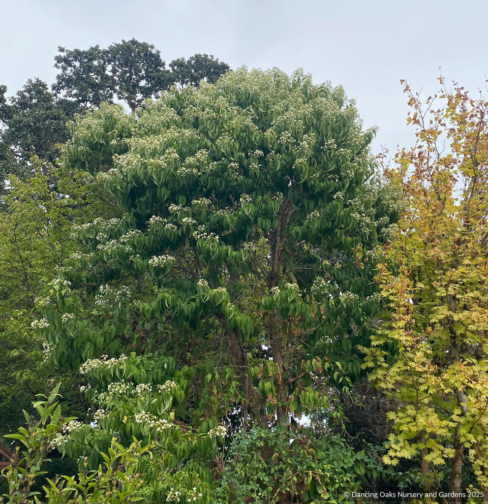 Heptacodium miconioides, Seven-son flower – Dancing Oaks Nursery and ...