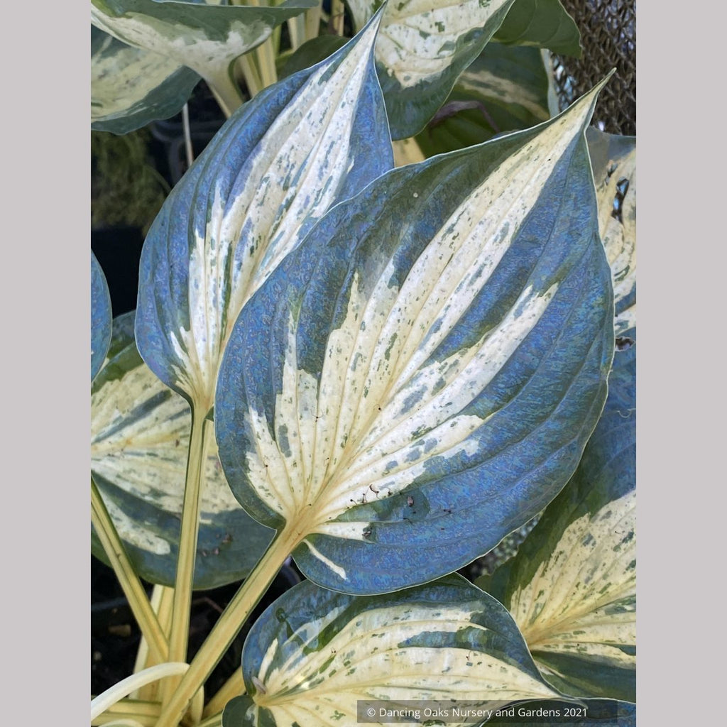 Hosta 'Revolution', Plantain Lily – Dancing Oaks Nursery and Gardens