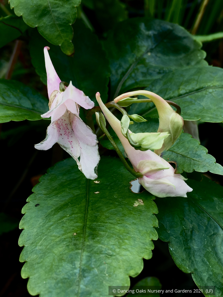 Impatiens qingchengshanica, Hardy Impatiens – Dancing Oaks Nursery and ...