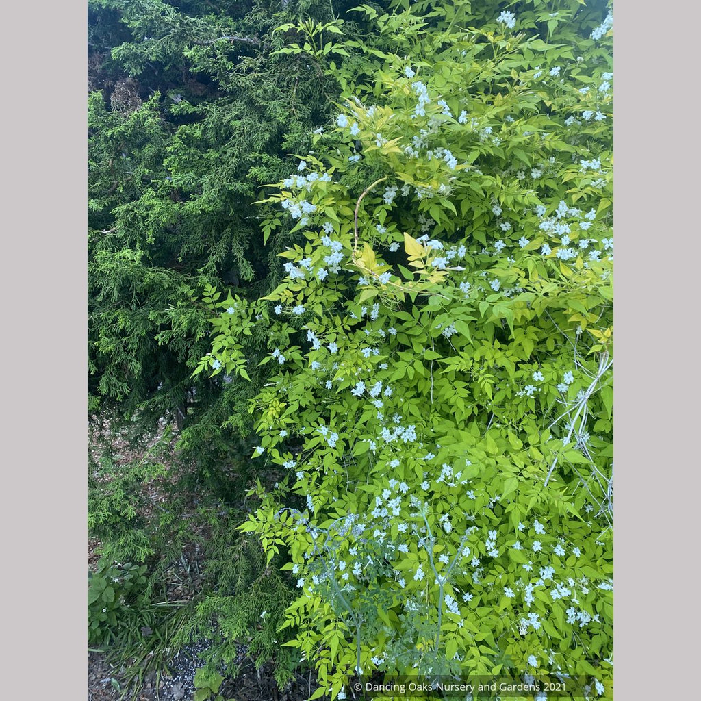 Jasminum officinale 'Fiona Sunrise', Hardy Golden Jasmine – Dancing ...