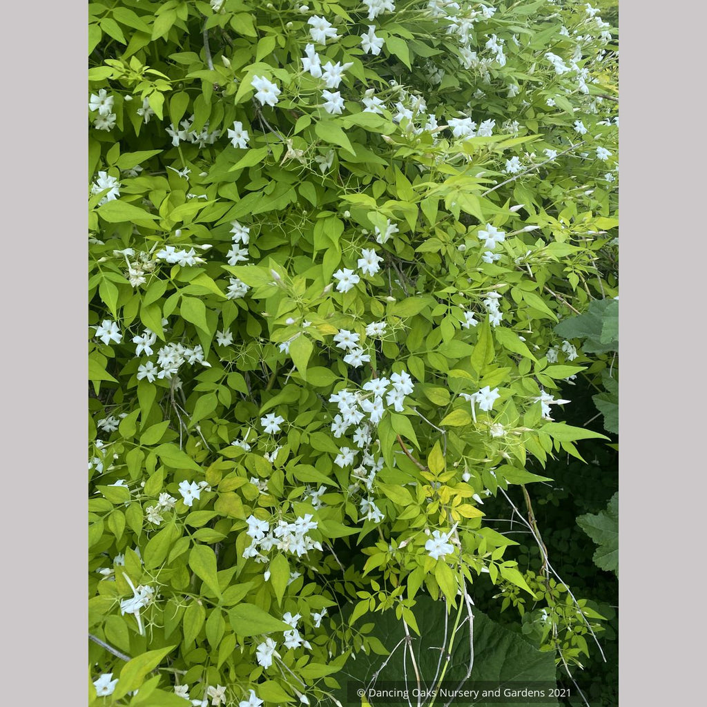 Jasminum officinale 'Fiona Sunrise', Hardy Golden Jasmine – Dancing ...