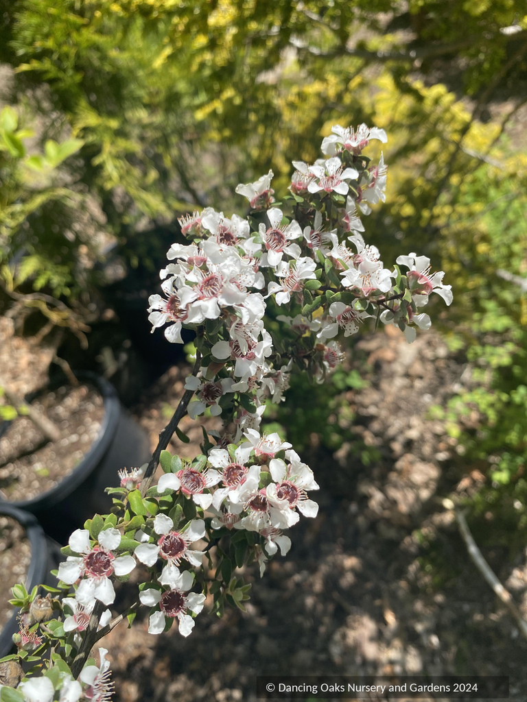 Leptospermum lanigerum [#40 Tasmania], Columnar Form Tea Tree – Dancing ...