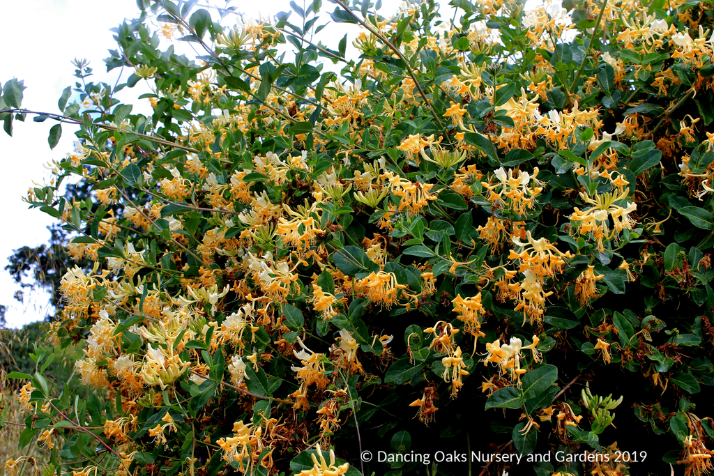 Lonicera periclymenum 'Graham Stuart Thomas', Honeysuckle – Dancing ...
