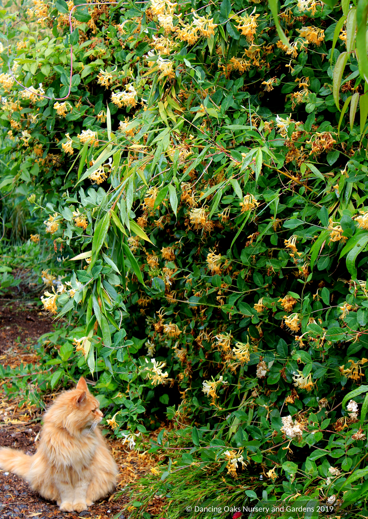 Lonicera periclymenum 'Graham Stuart Thomas', Honeysuckle – Dancing ...
