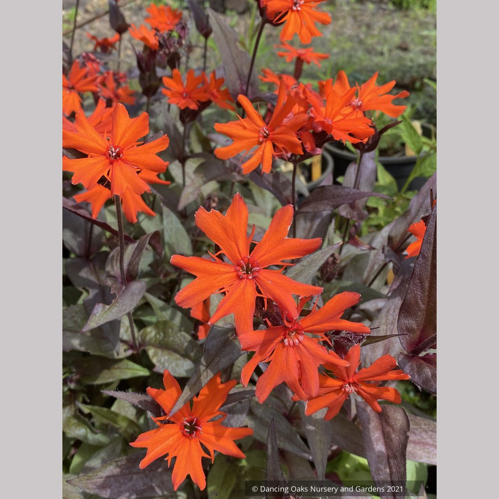 Lychnis arkwrightii 'Orange Gnome' – Dancing Oaks Nursery and Gardens