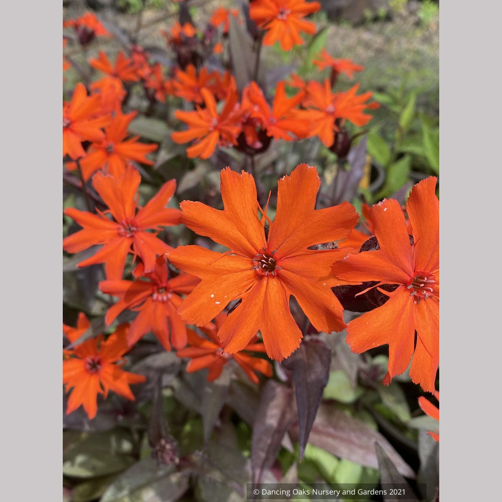 Lychnis arkwrightii 'Orange Gnome' – Dancing Oaks Nursery and Gardens