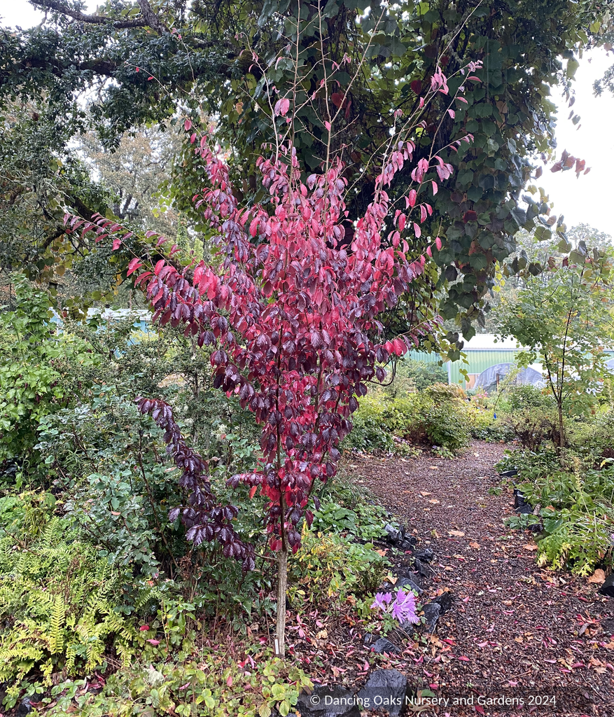 Parrotia subaequalis, Chinese Parrotia – Dancing Oaks Nursery and Gardens