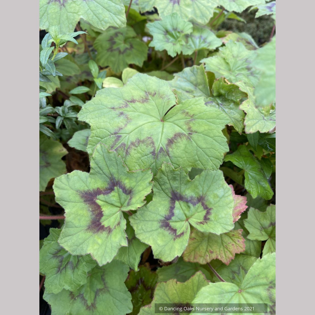 Pelargonium transvaalense 'African Princess' – Dancing Oaks Nursery and ...