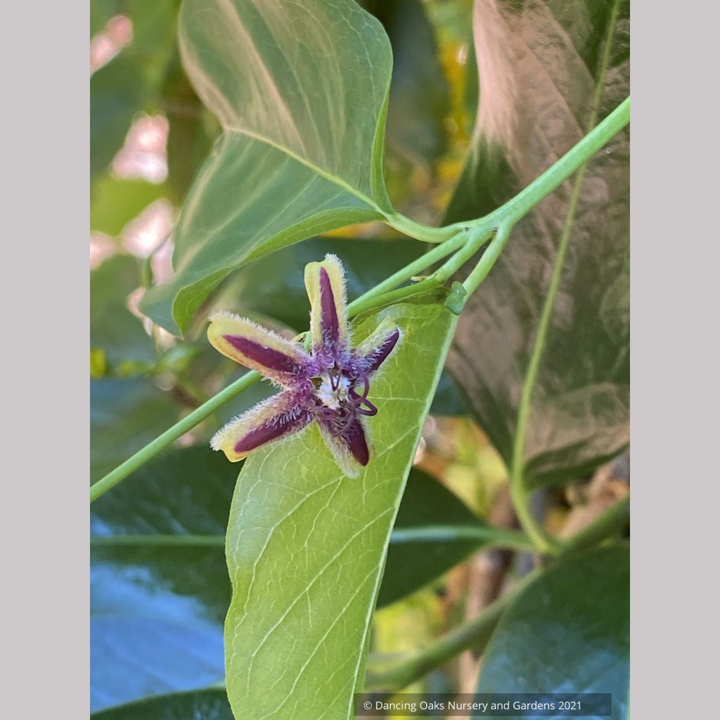 Periploca graeca, Milkweed Vine or Silk Vine – Dancing Oaks Nursery and ...